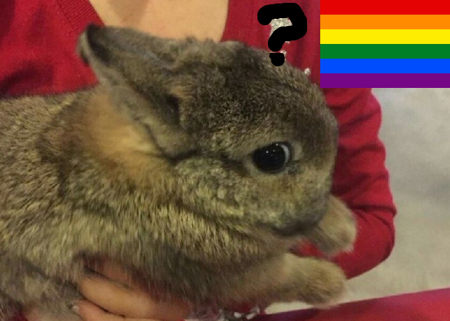 Didn't know bunnies could do the dog side-eye