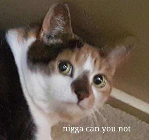 XL bully dog attacks judge at dog show.