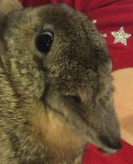 Didn't know bunnies could do the dog side-eye