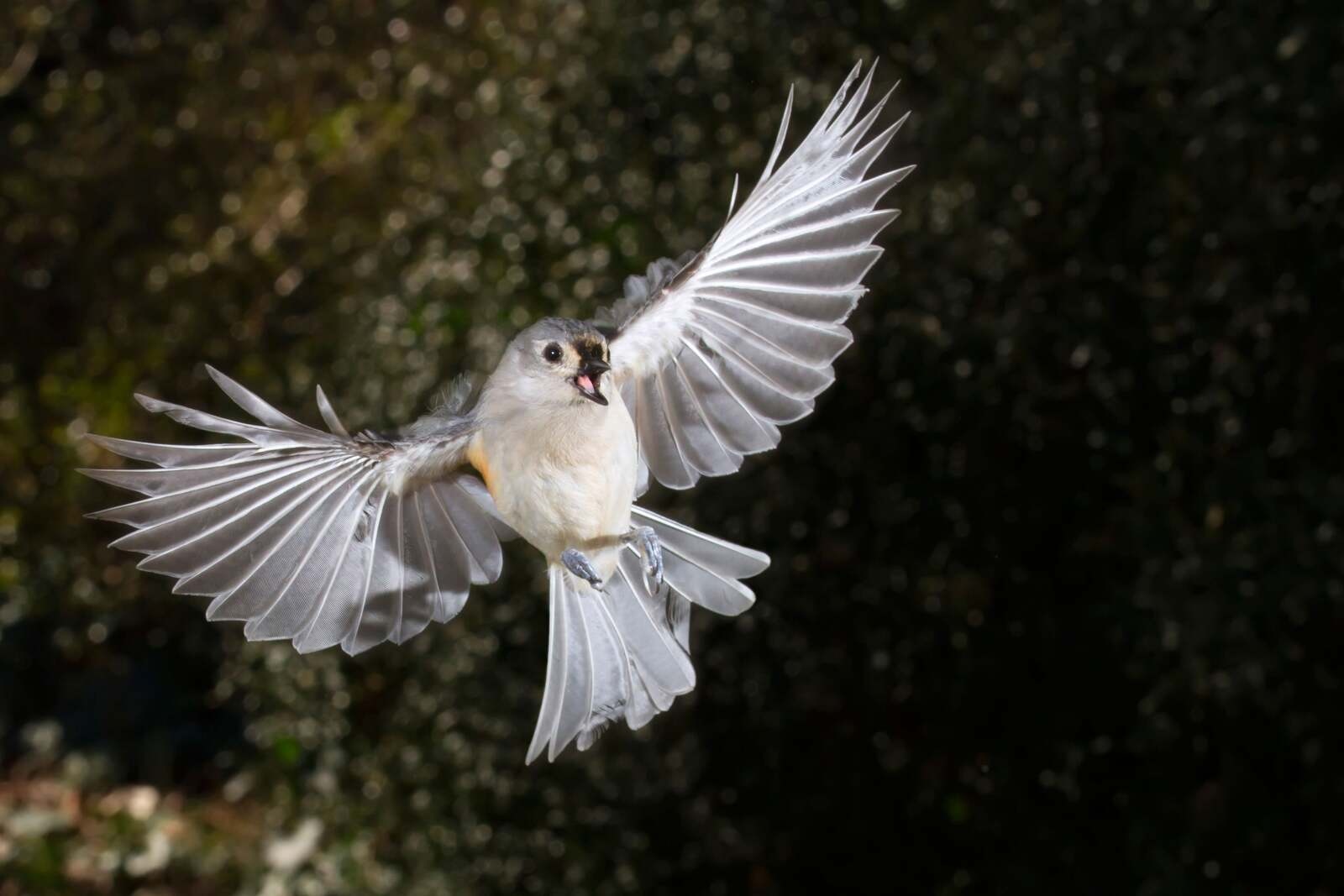 Angry metal bird