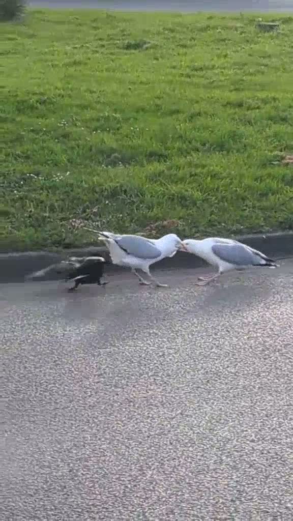 Bird fight