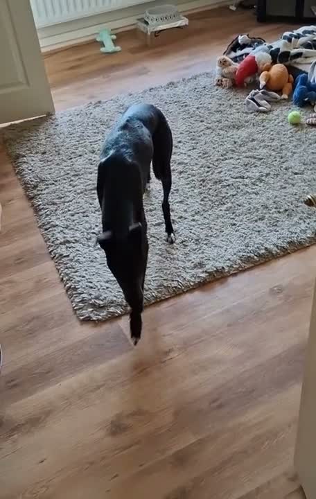 fly buzzing around