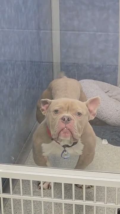 Teef