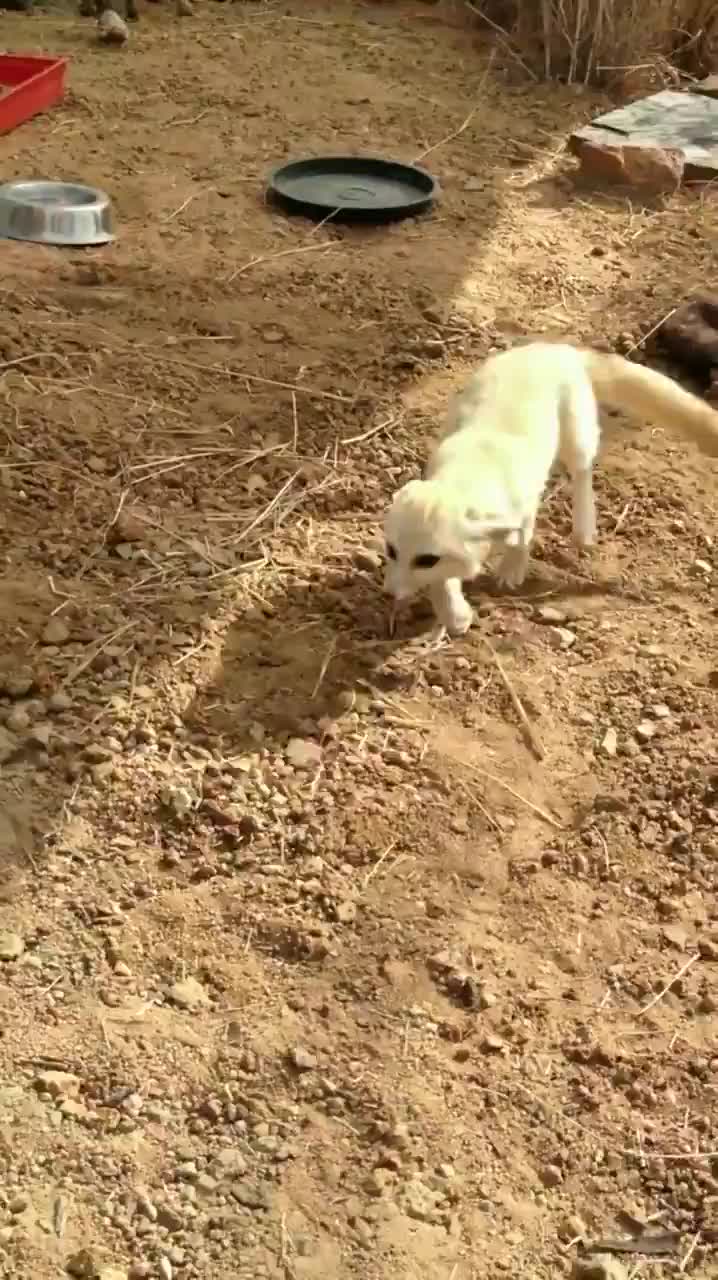 fennec fox, reunited with the cat he grew up with