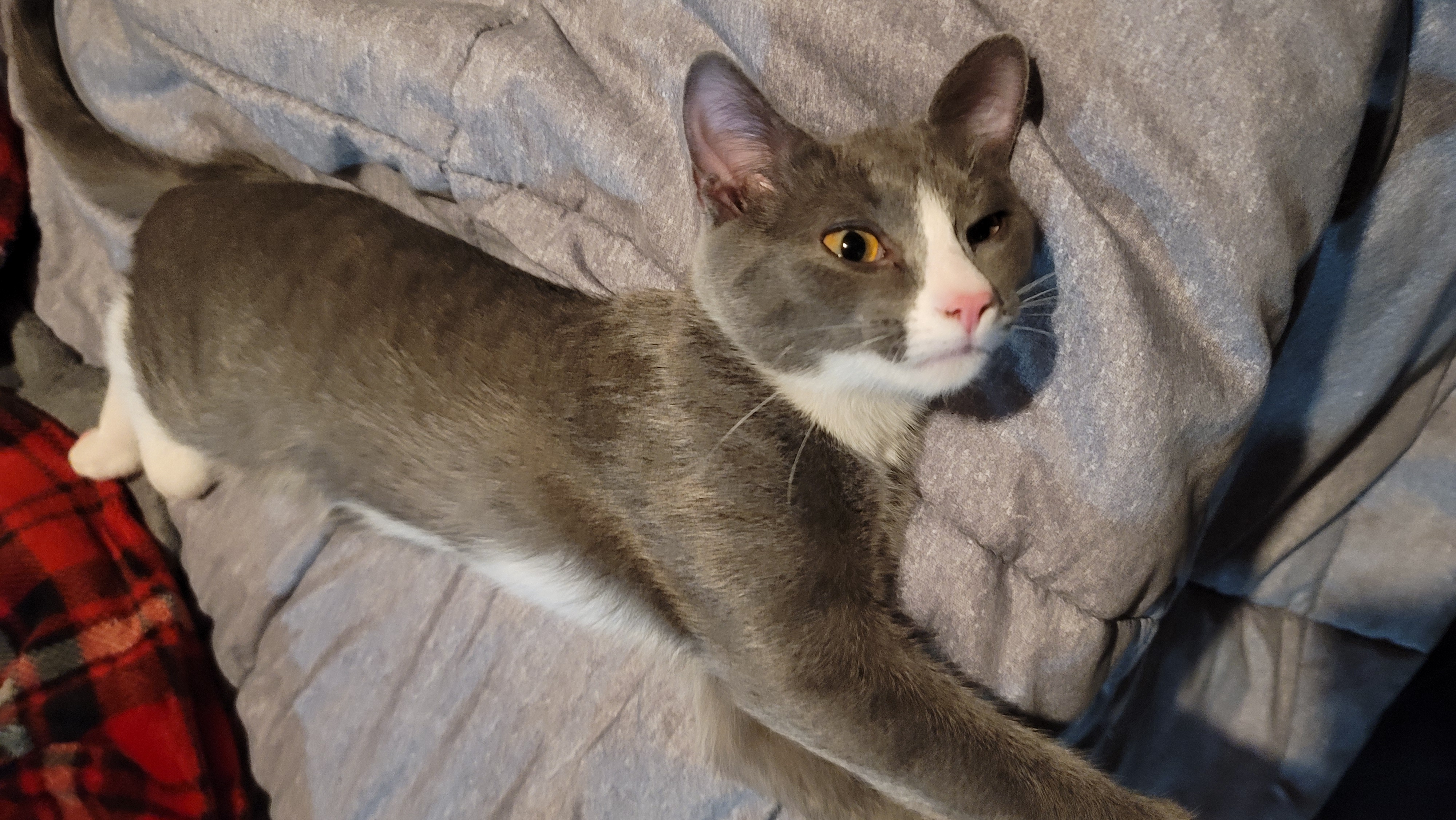 sharing photos of my cat because they precious