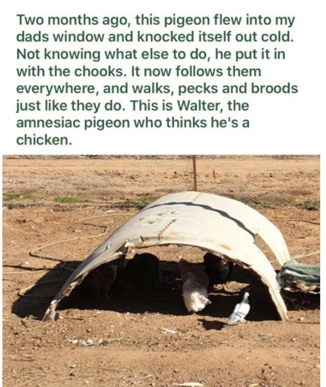 hard-pressed inform big